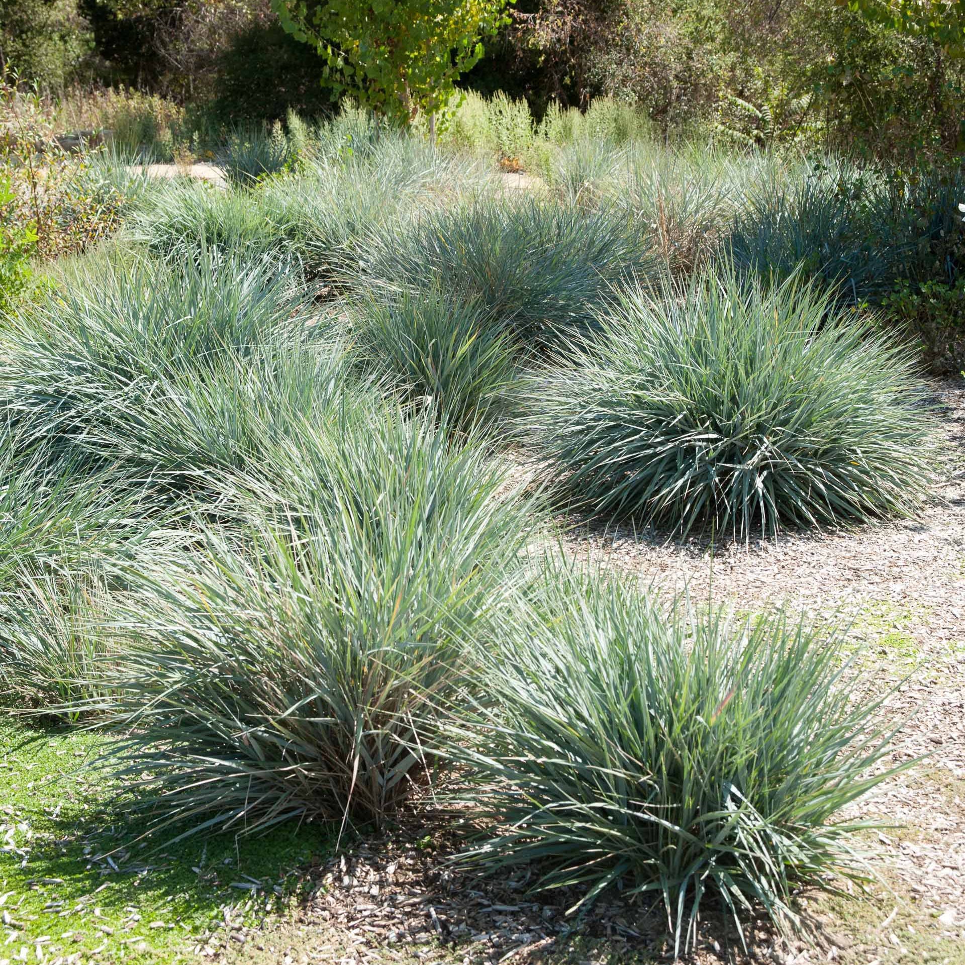 Canyon Prince Giant Wild Rye - Blue-Gray Native Grass | Leymus ...