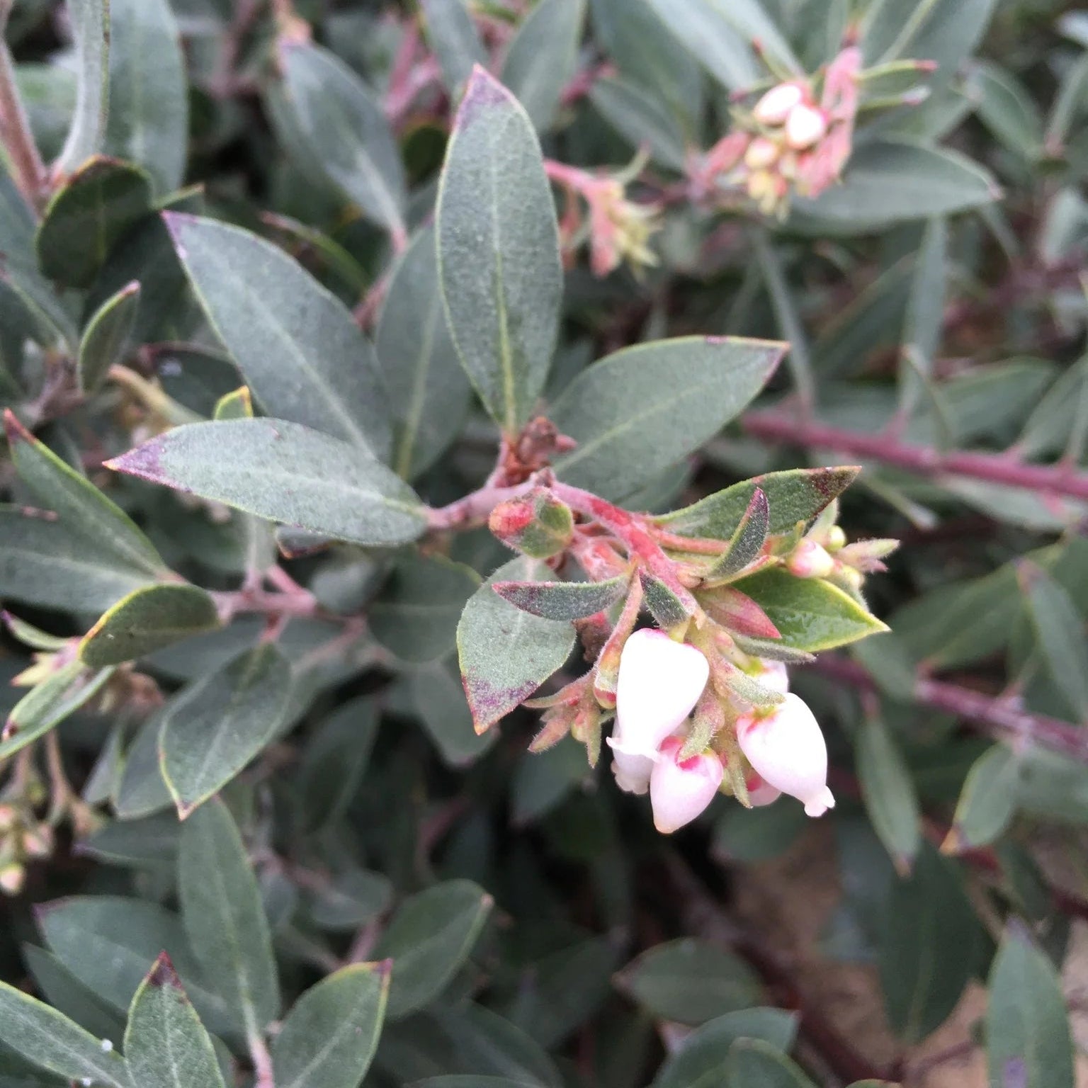Pacific Mist Manzanita - Low Growing Coastal Native | Arctostaphylos ...